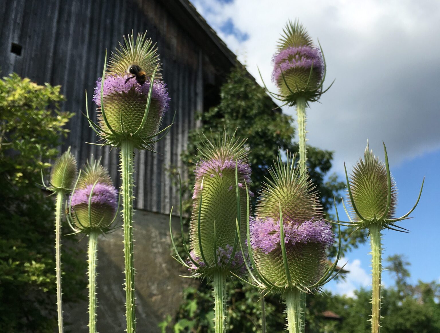 Karden für den Garten ⋆ gartenmaldrei