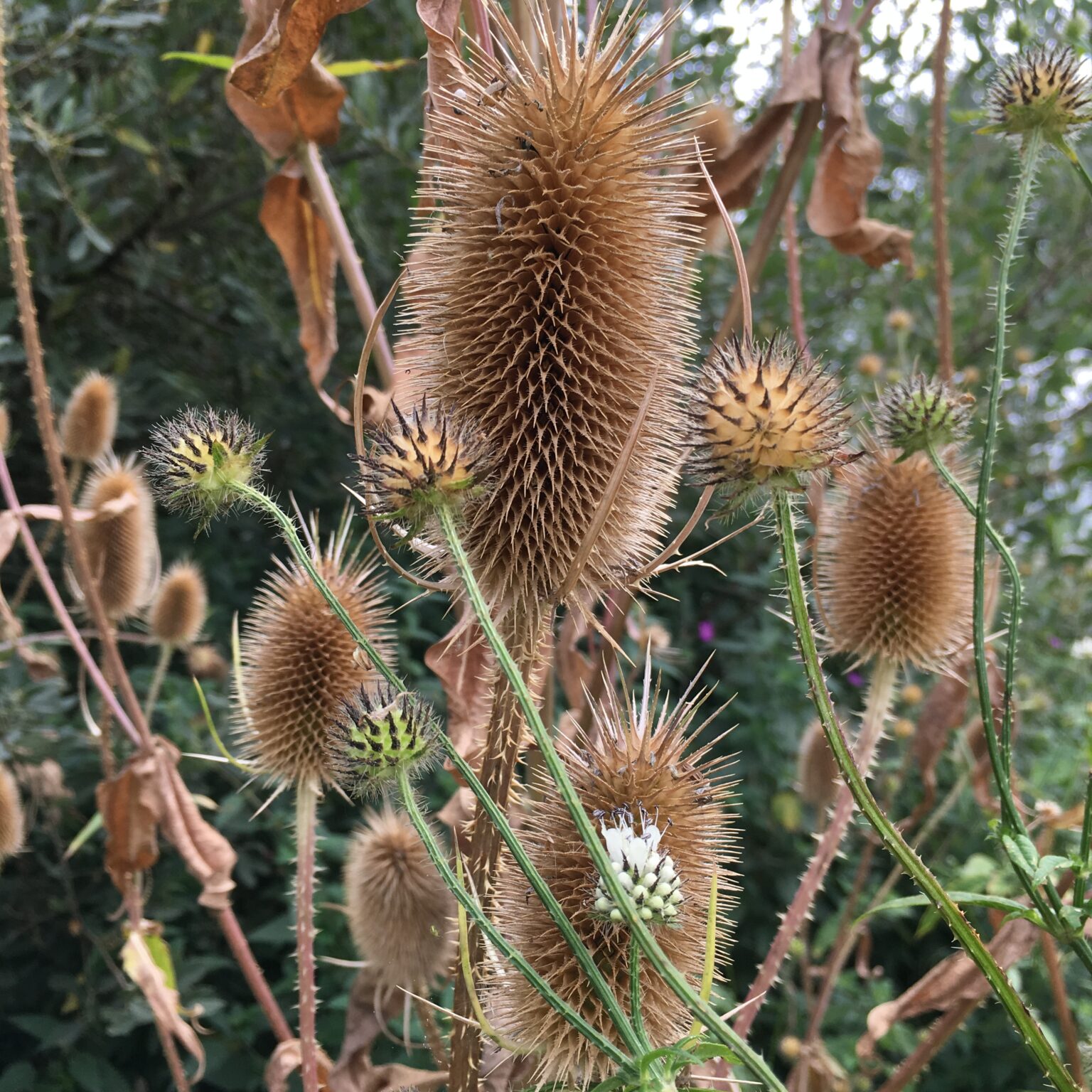 Karden für den Garten ⋆ gartenmaldrei