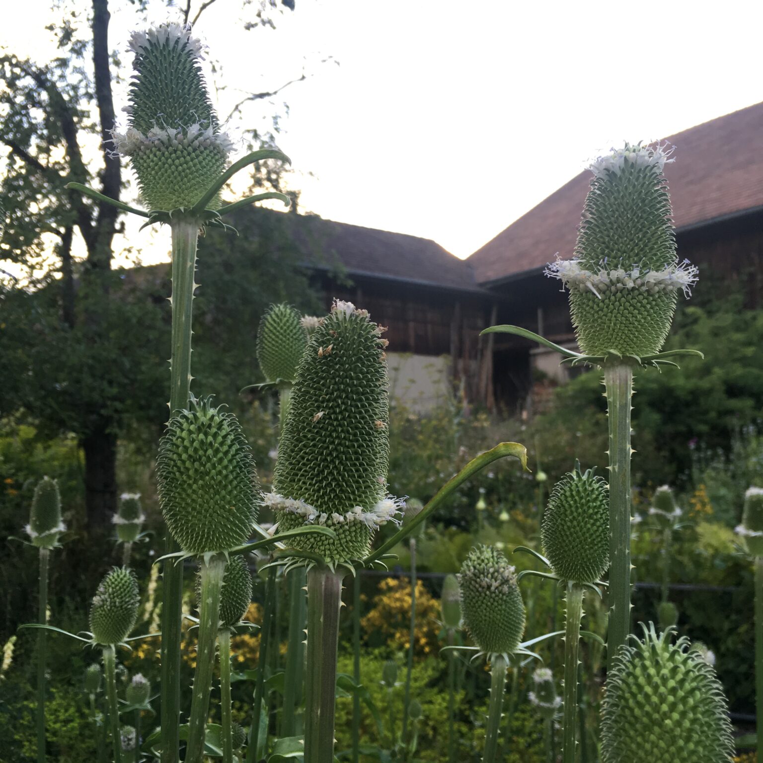 Karden für den Garten ⋆ gartenmaldrei