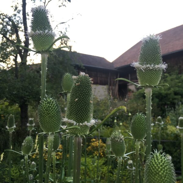 Karden für den Garten ⋆ Gartenmaldrei