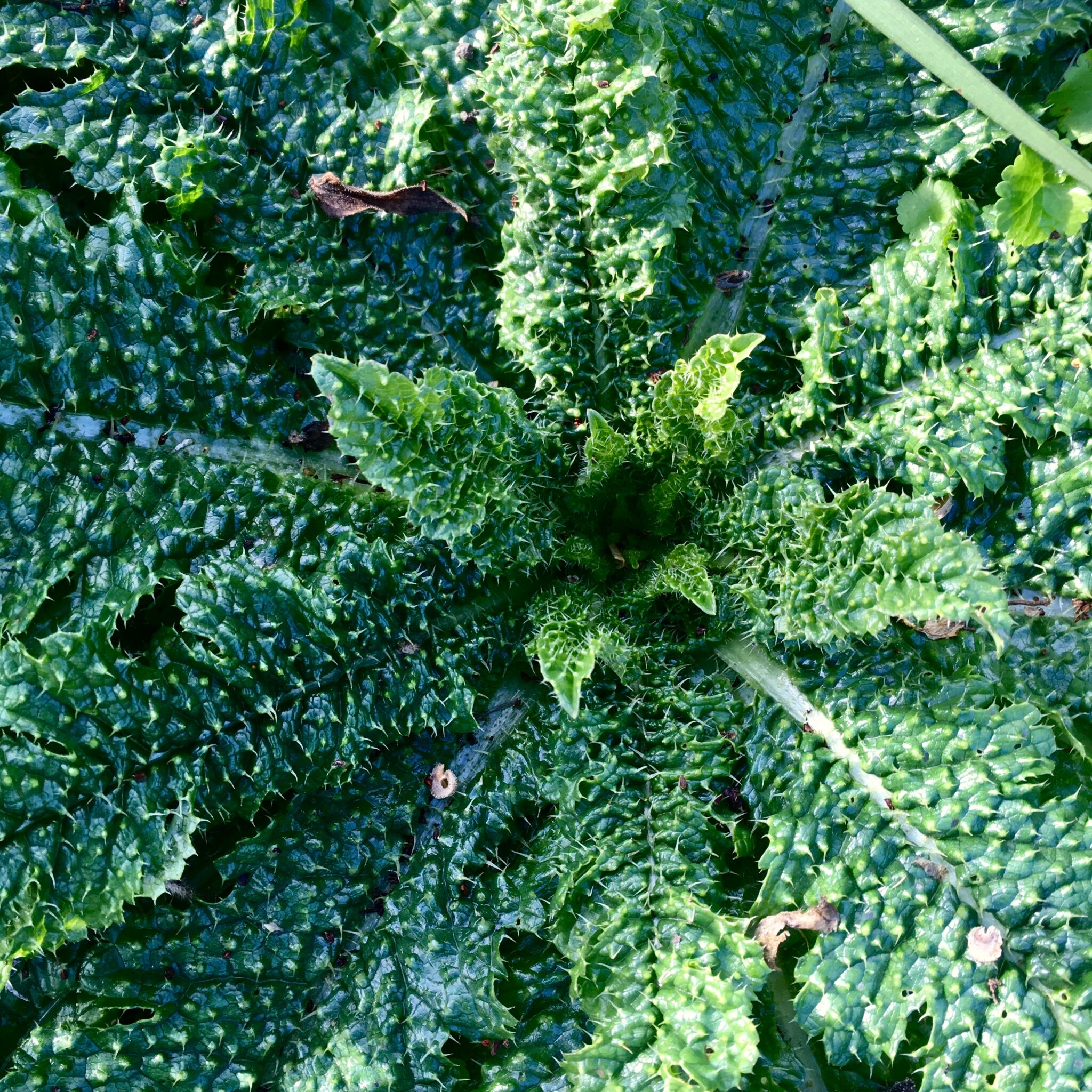 Karden für den Garten ⋆ Gartenmaldrei
