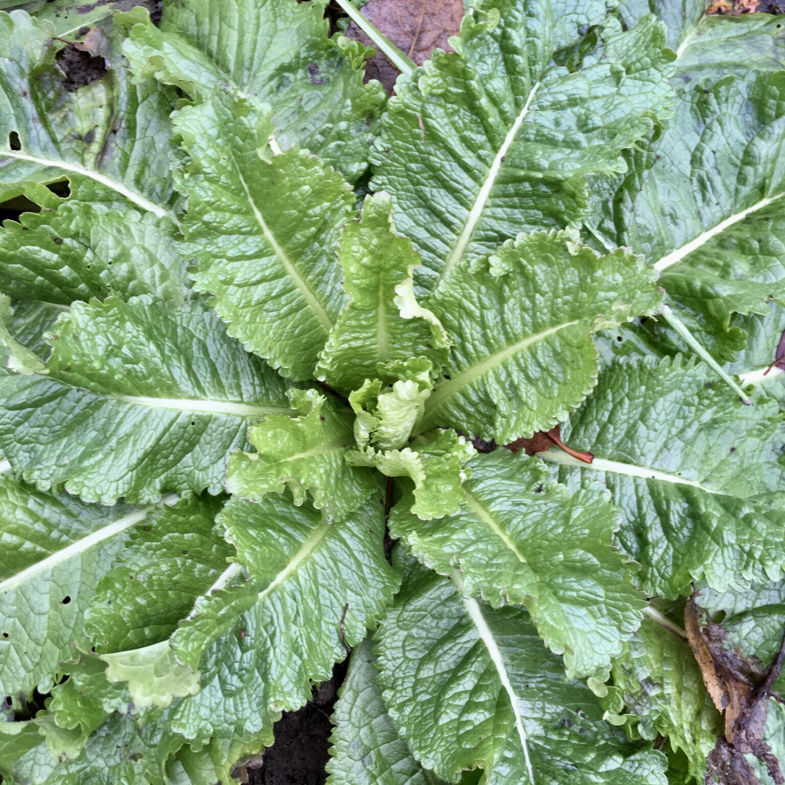Karden für den Garten ⋆ gartenmaldrei